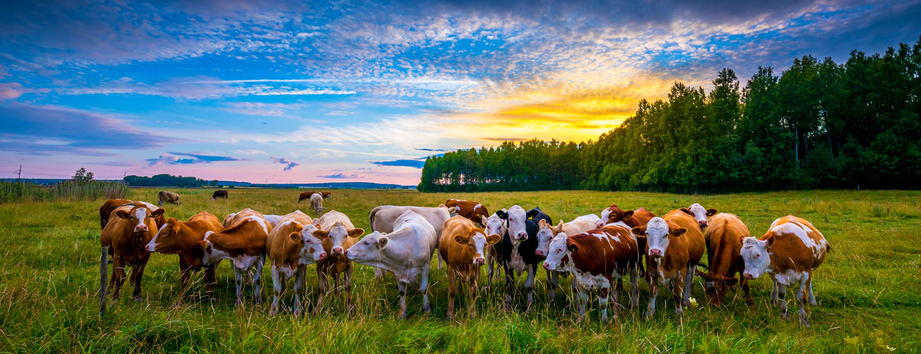 Home - National Farmworkers Jobs Program